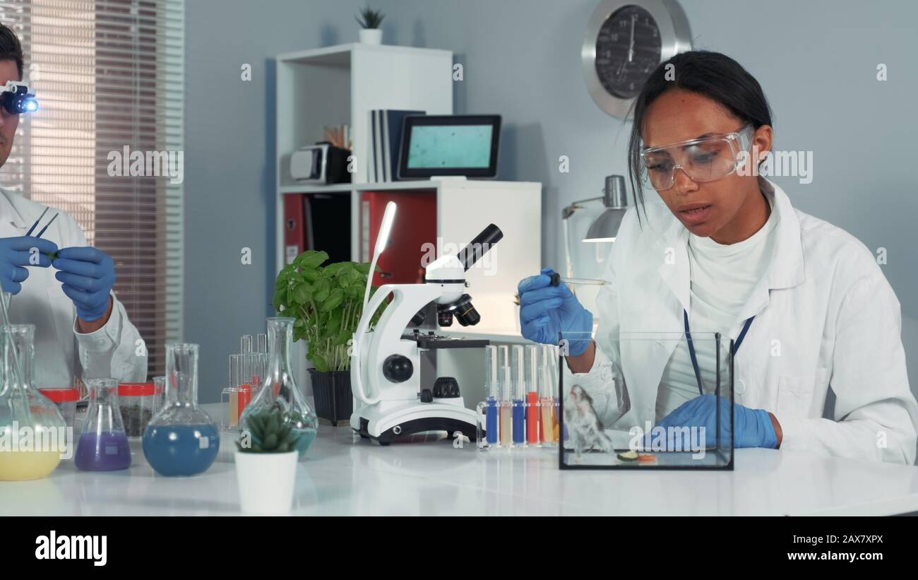 Lab animal hamster hi-res stock photography and images - Alamy