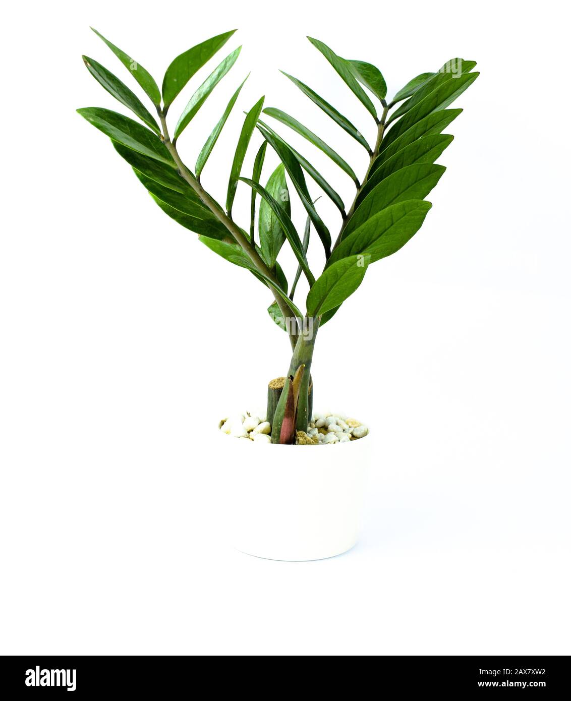 Small front garden traditional Cut Out Stock Images & Pictures - Alamy