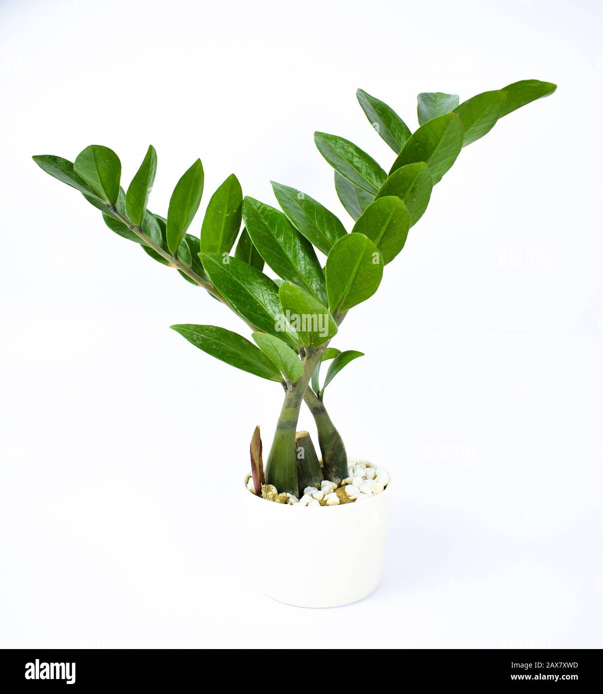 A beautiful portrait of a miniature fresh green tree on a white pot ...