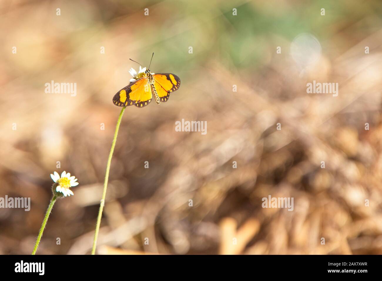 Dancing Acraea (Acraea serena), male basking, Gambia Stock Photo - Alamy