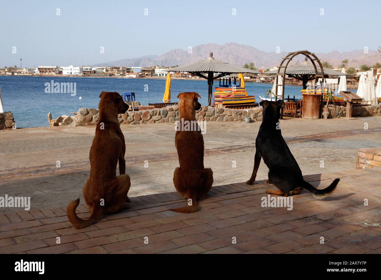 Dahab, Egypt, dogs wake up in the morning sun on the Dahab boardwalk ...