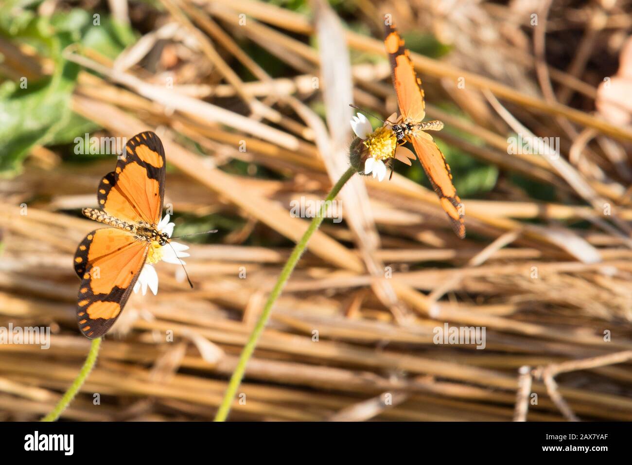 Dancing Acraea (Acraea serena), male basking, Gambia Stock Photo - Alamy