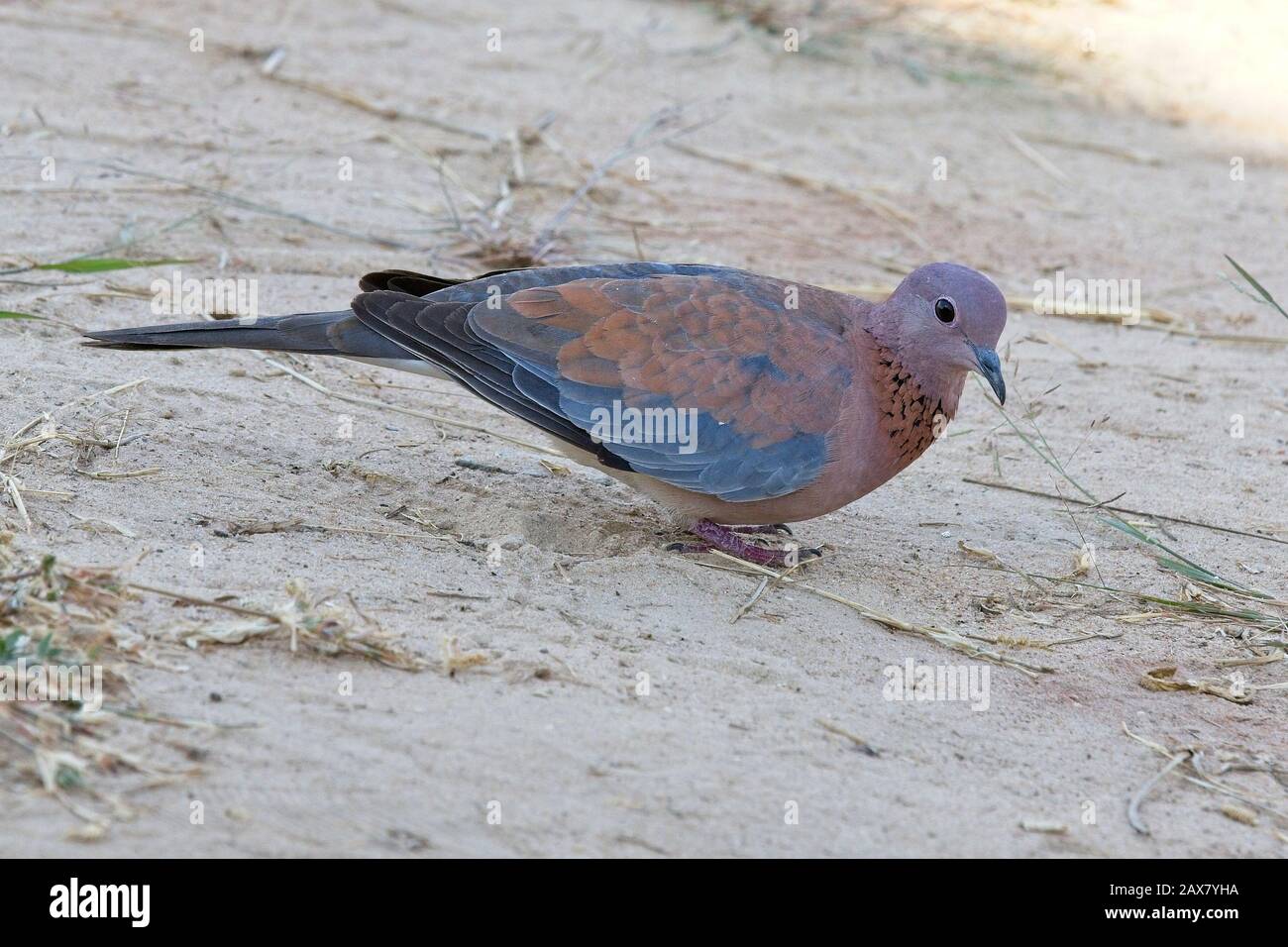 Laughing Dove (Streptopelia senegalensis) on the ground, Tendaba ...