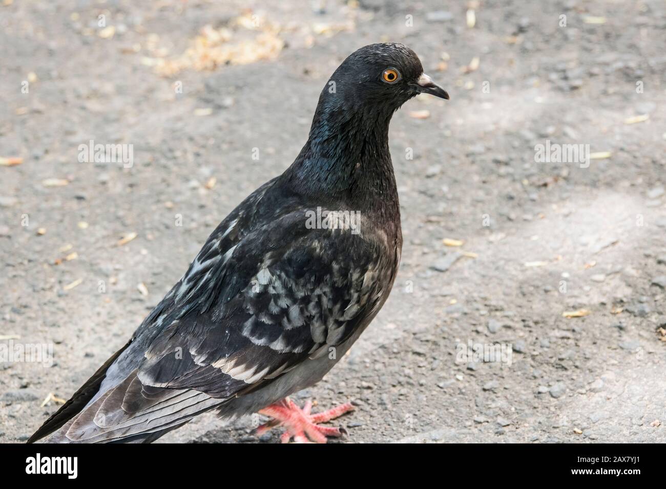 Good pigeon bird hi-res stock photography and images - Alamy