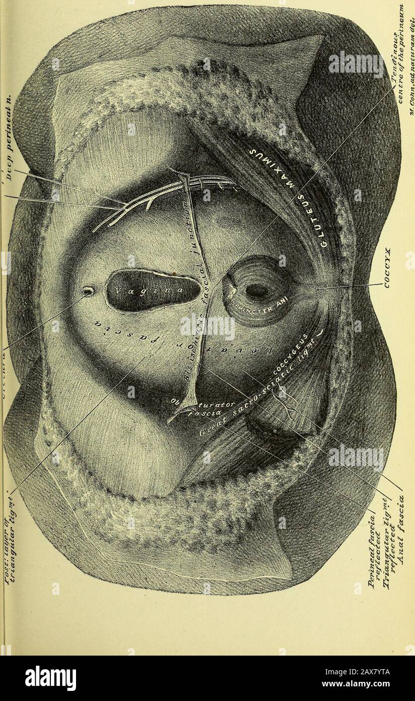 Practical human anatomy [electronic resource] : a working-guide for ...