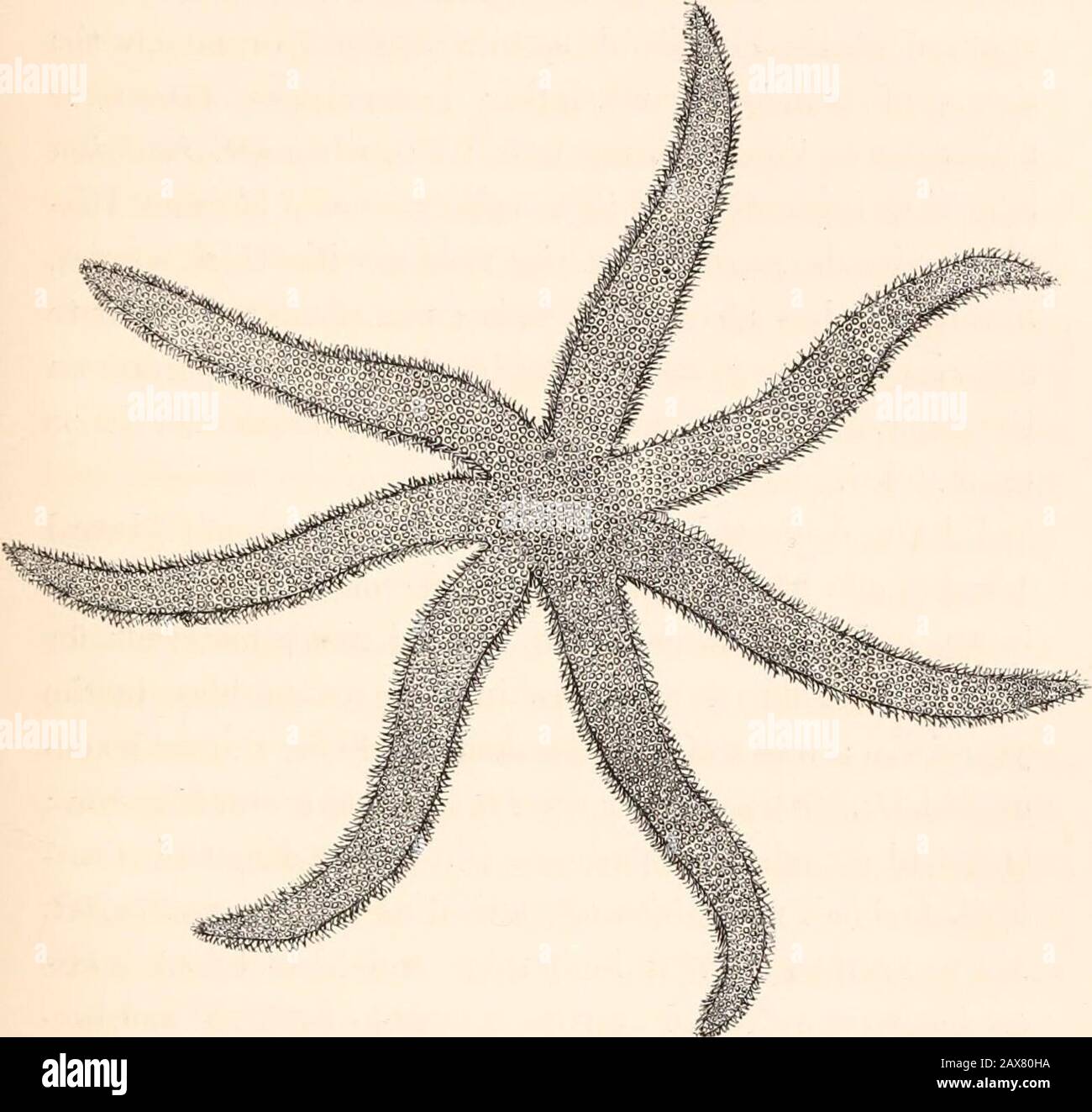 Forbes sea star hi-res stock photography and images - Alamy