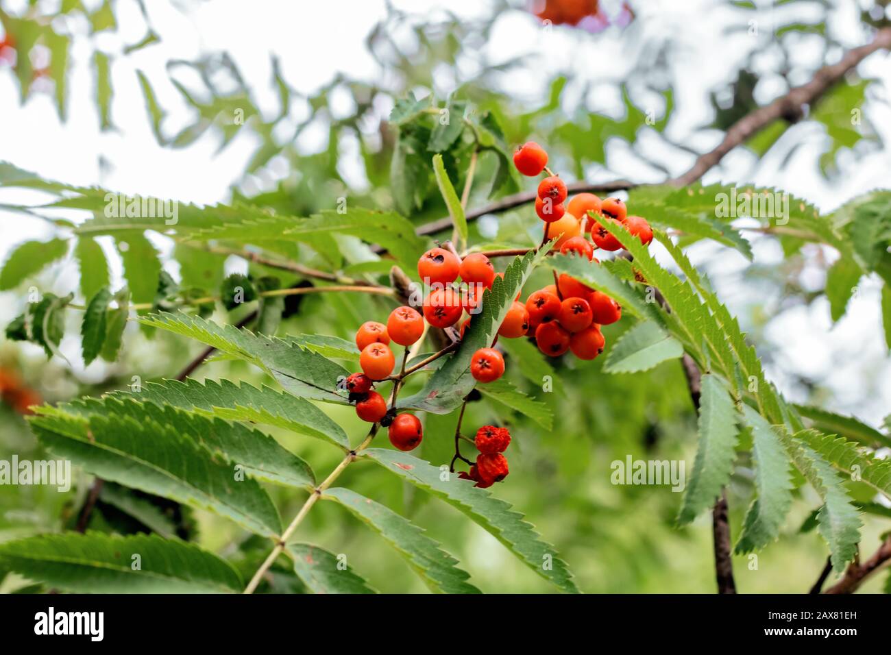 Golden ash branch hi-res stock photography and images - Alamy