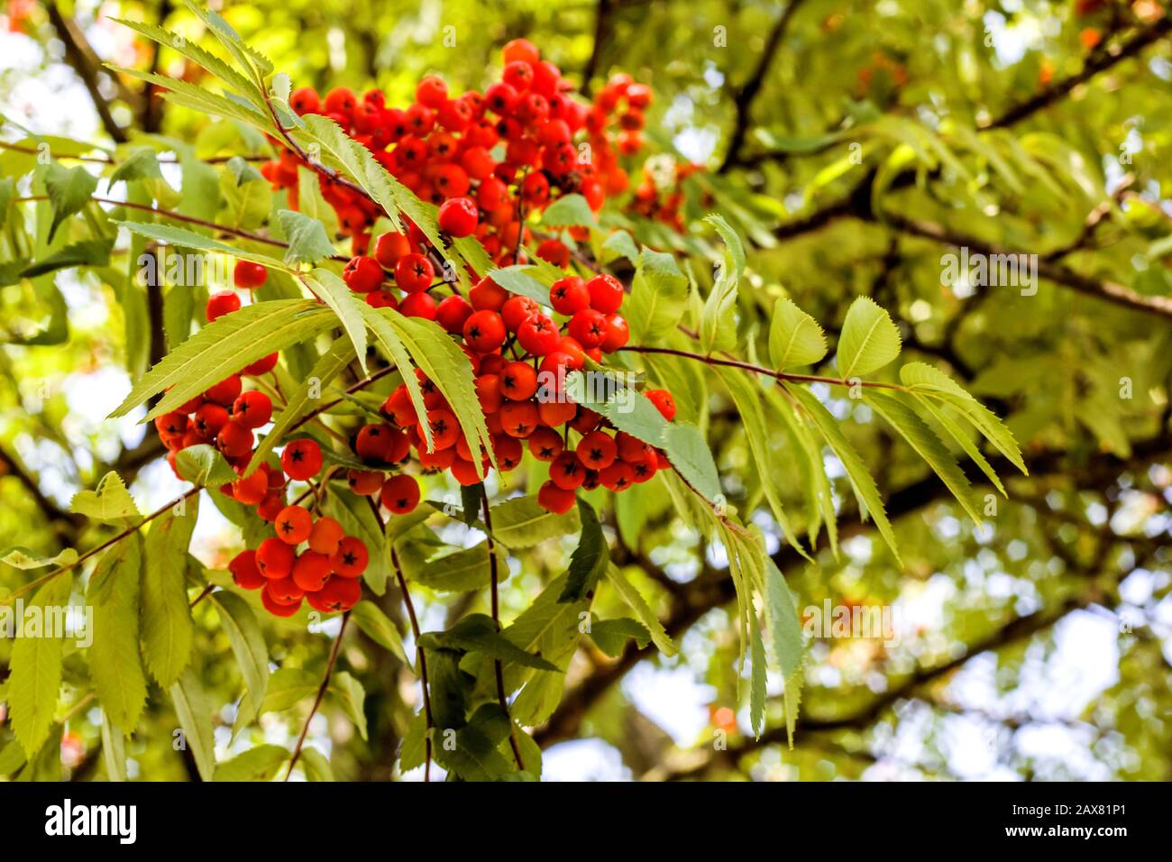 Branch of red mountain ash on birch with leaves Stock Photo - Alamy