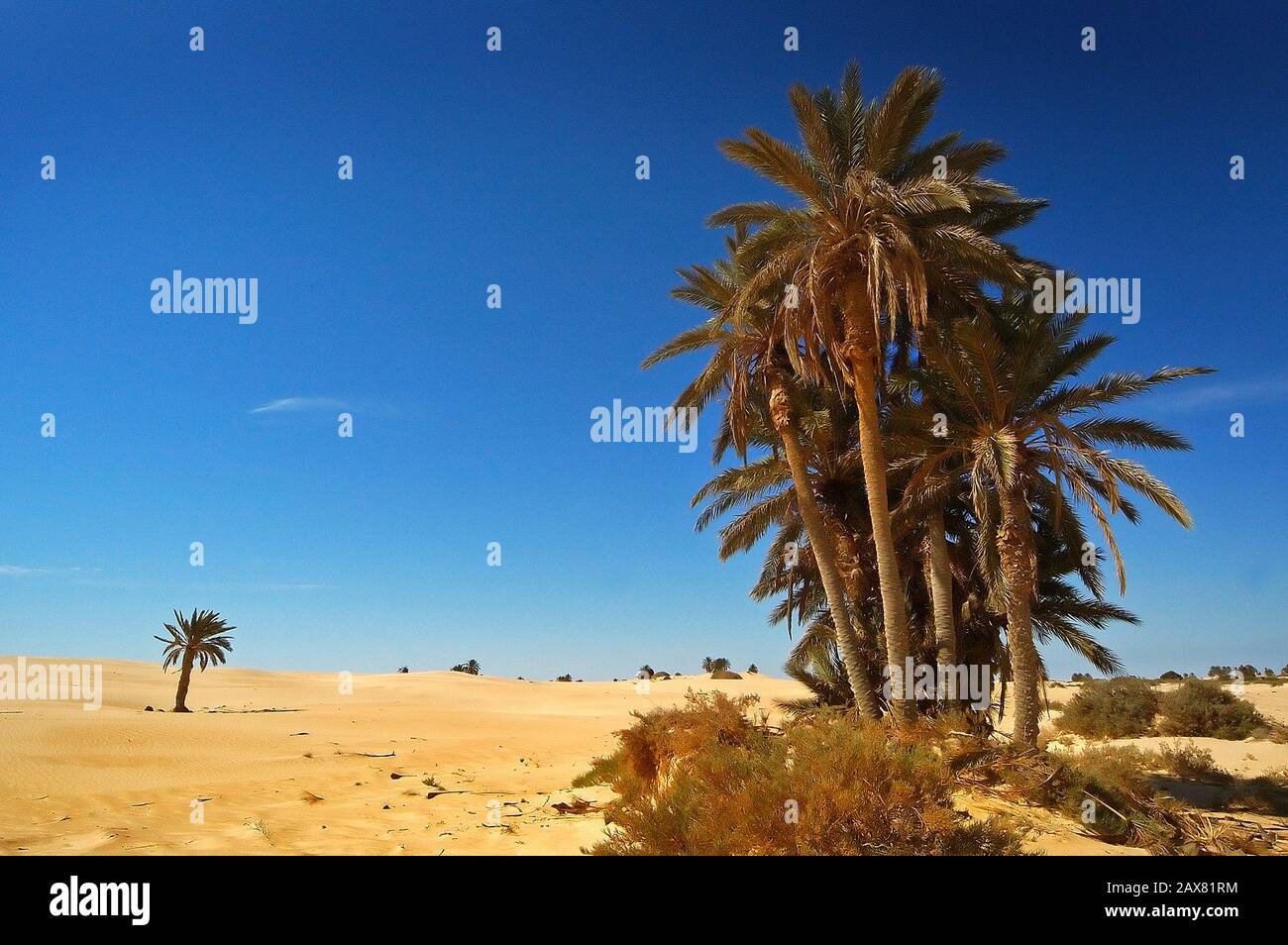 Kebili tunisia tree hi-res stock photography and images - Alamy