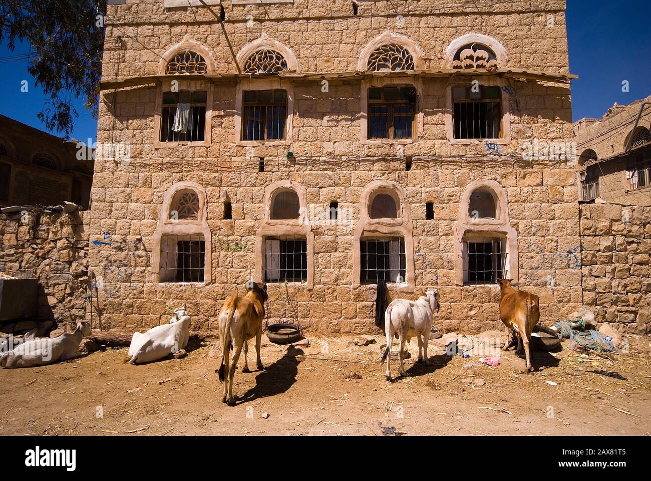 Old farm animals hi-res stock photography and images - Alamy