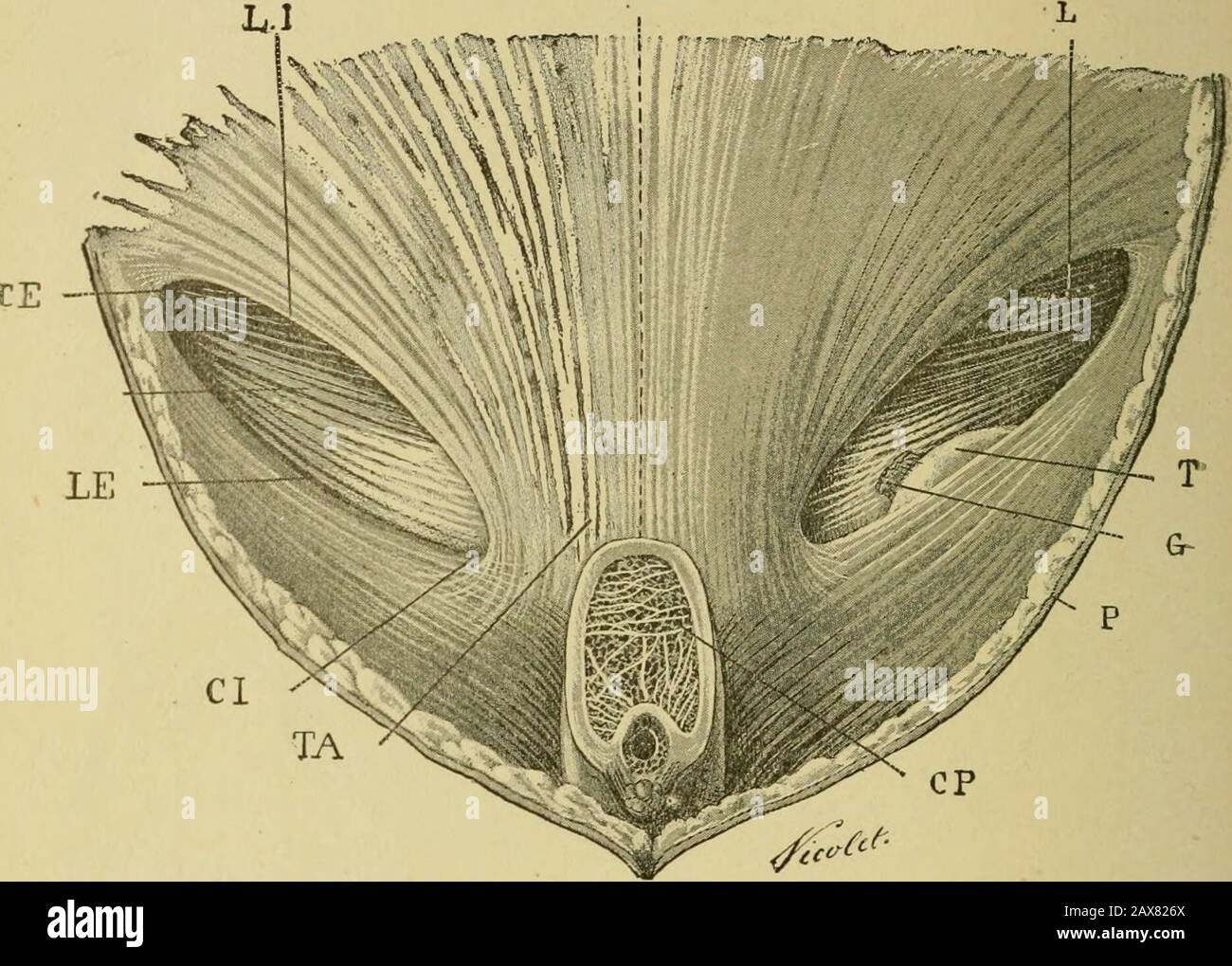 Abdominal muscle layers hi-res stock photography and images - Alamy
