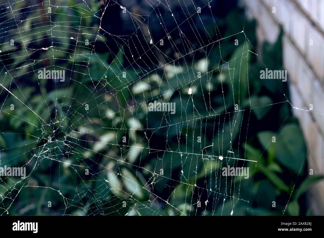Cobwebs isolated on white hi-res stock photography and images - Alamy