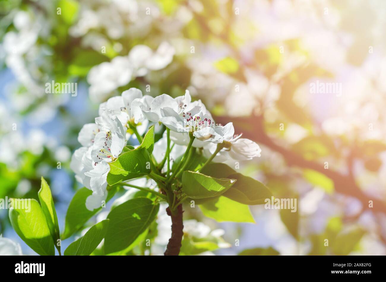 An inflorescence of fruit tree flowers on the background of a light ...