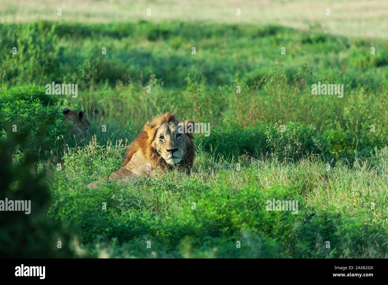 Male lion red mane hi-res stock photography and images - Alamy