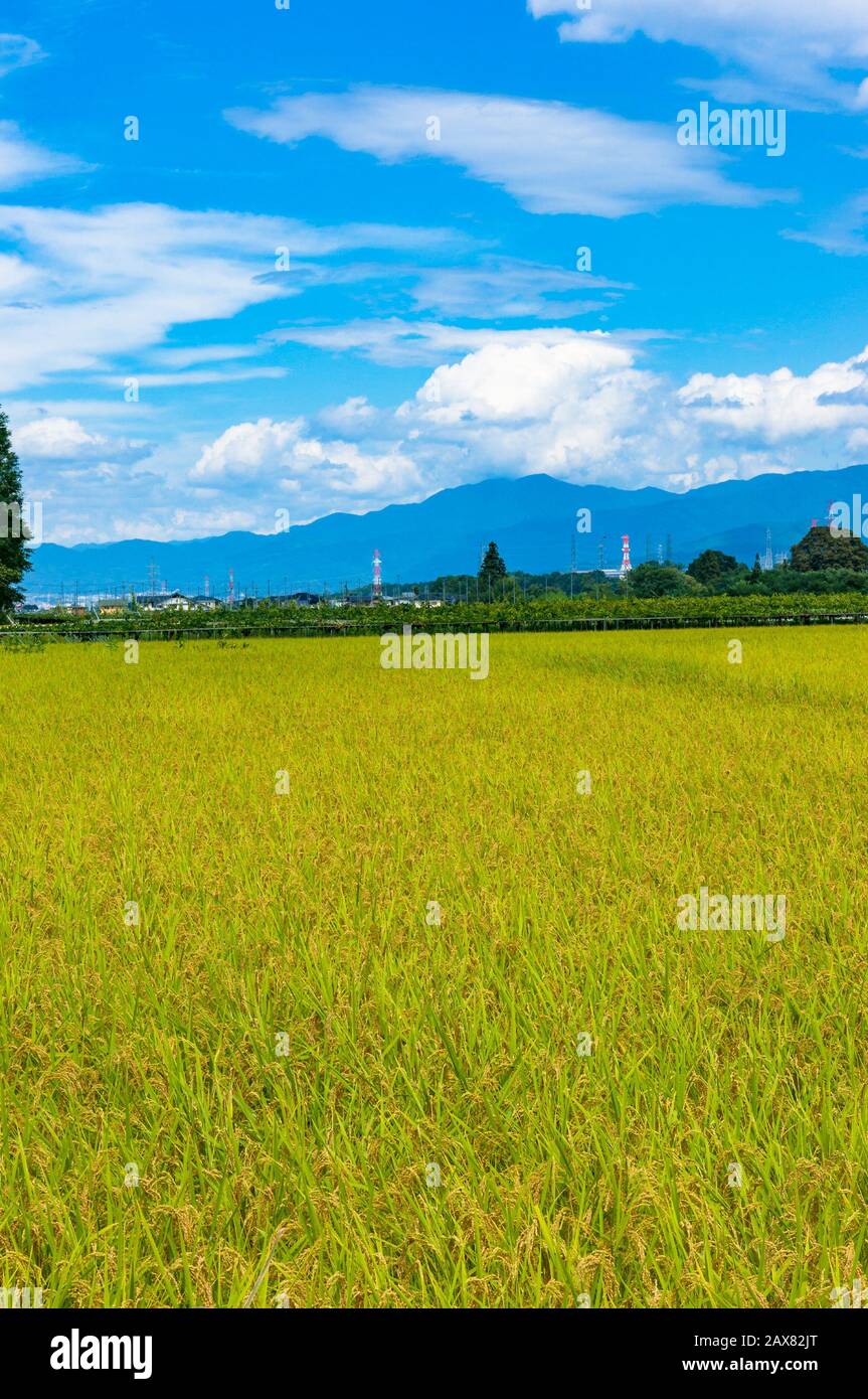 Rice field landscape. Ripe Rice harvest countryside agriculture ...