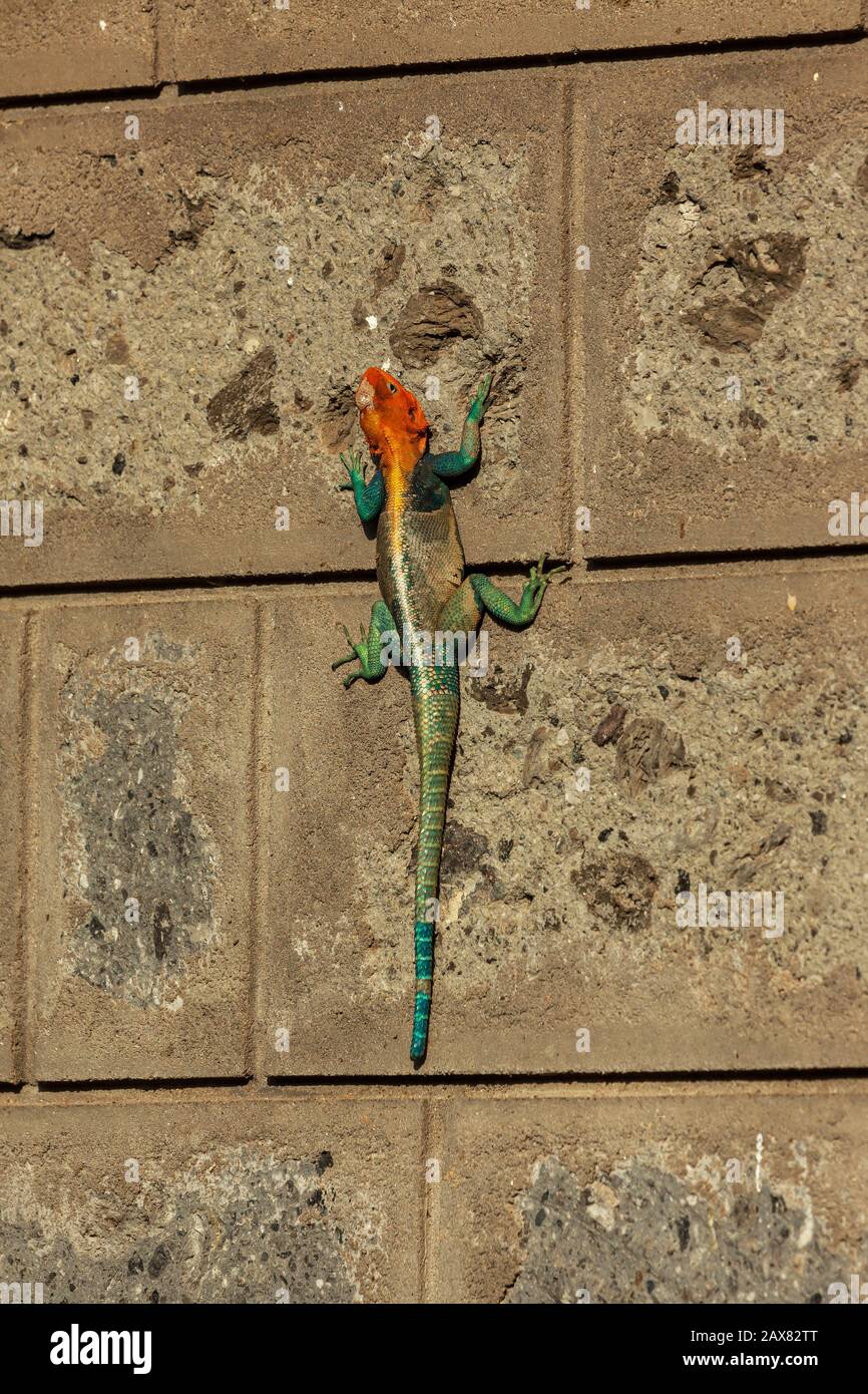 African Rainbow Lizard High Resolution Stock Photography and Images - Alamy