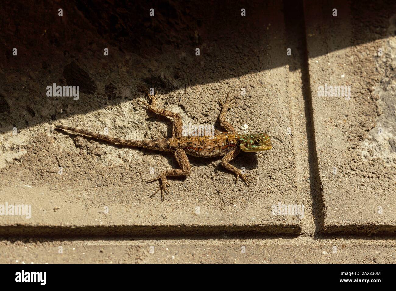 African rainbow lizard hi-res stock photography and images - Alamy