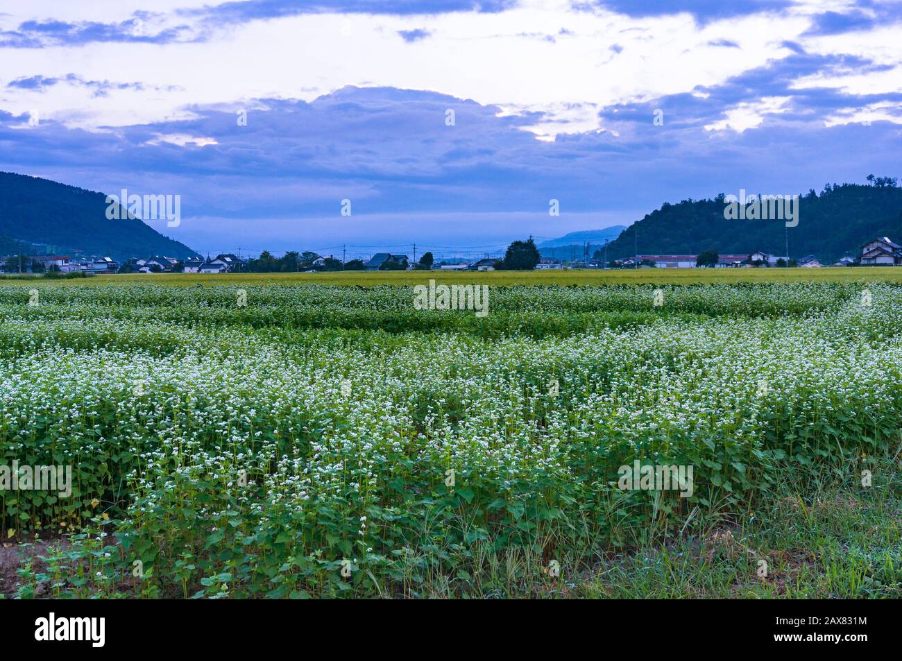 Buckwheat field on dusk with mountain view. Flowering buckwheat ...