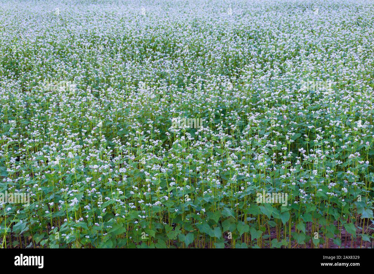 Buckwheat flowers. Flowering buckwheat field close up. Agriculture ...