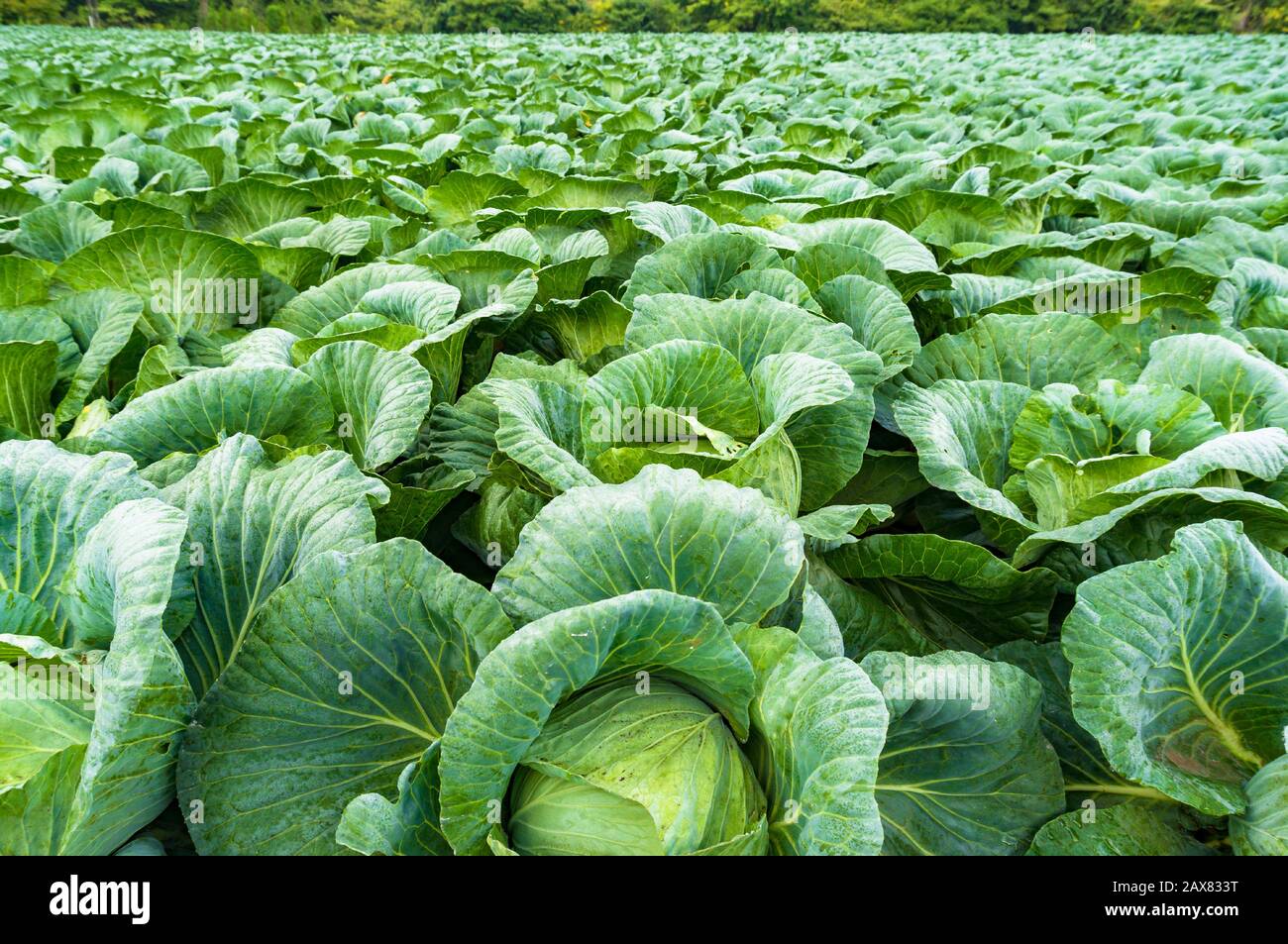 Cabbage head green leaves texture natural background Stock Photo - Alamy