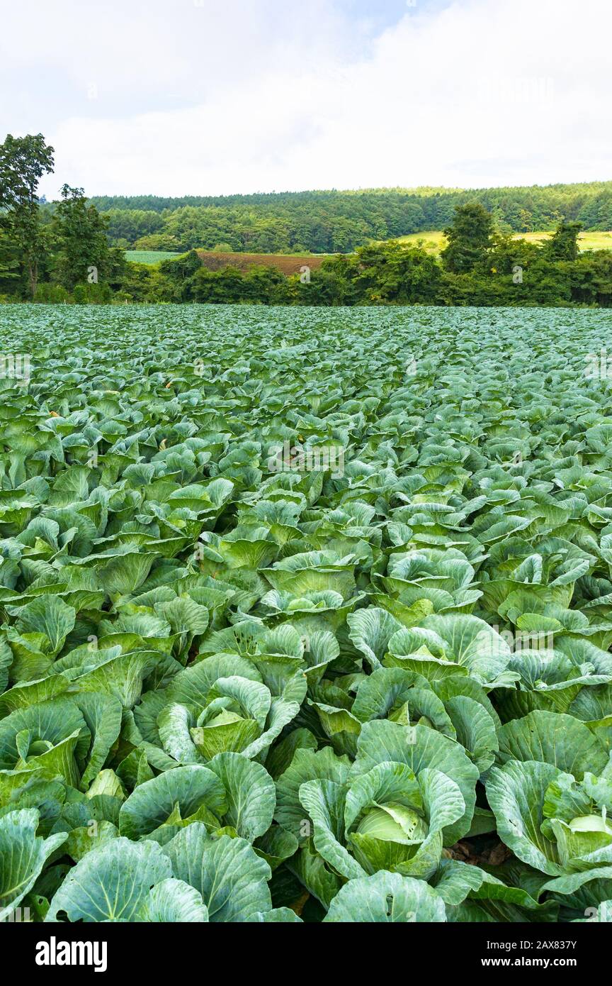 Cabbage Landscape