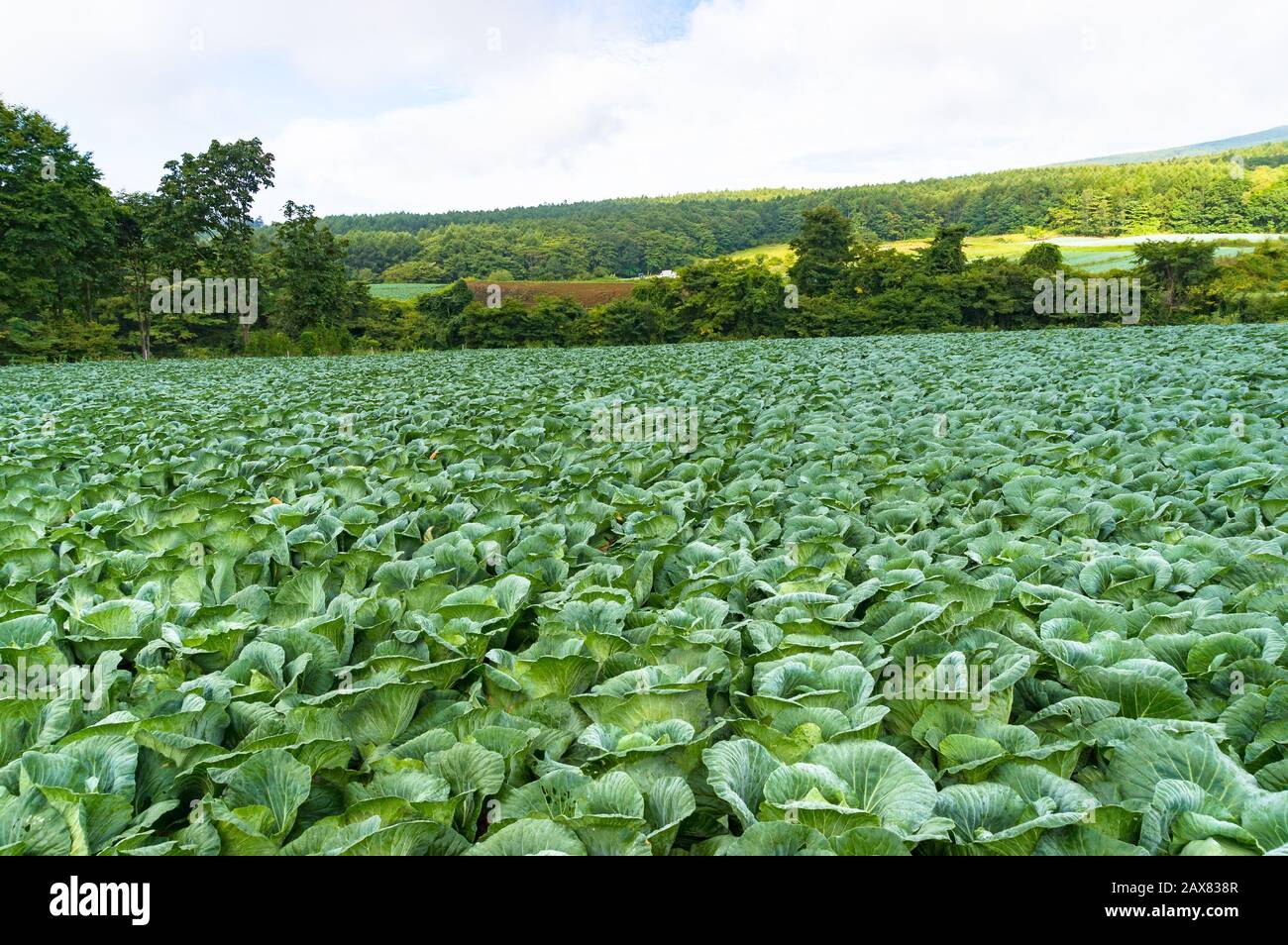 Green cabbage produce background. Cabbage vegetable field agriculture ...