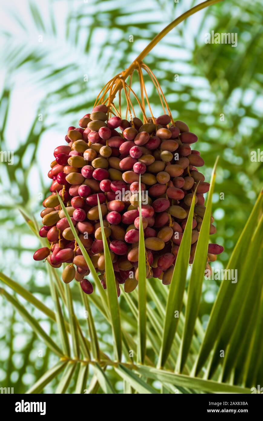 Date palm dubai uae hi-res stock photography and images - Alamy