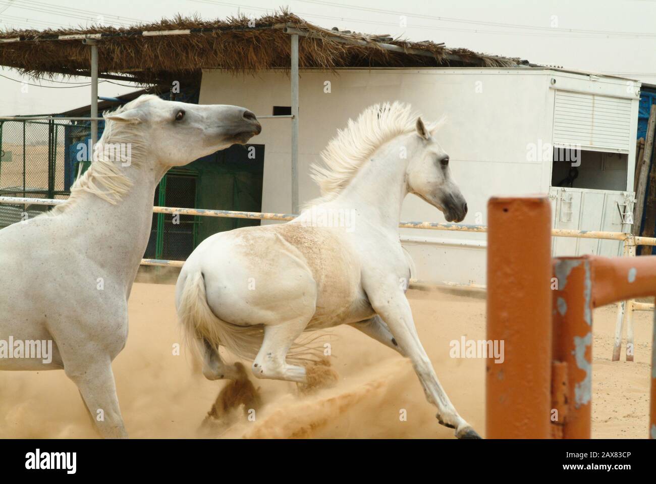 Arab Horses running in paddock. Dubai, UAE Stock Photo - Alamy