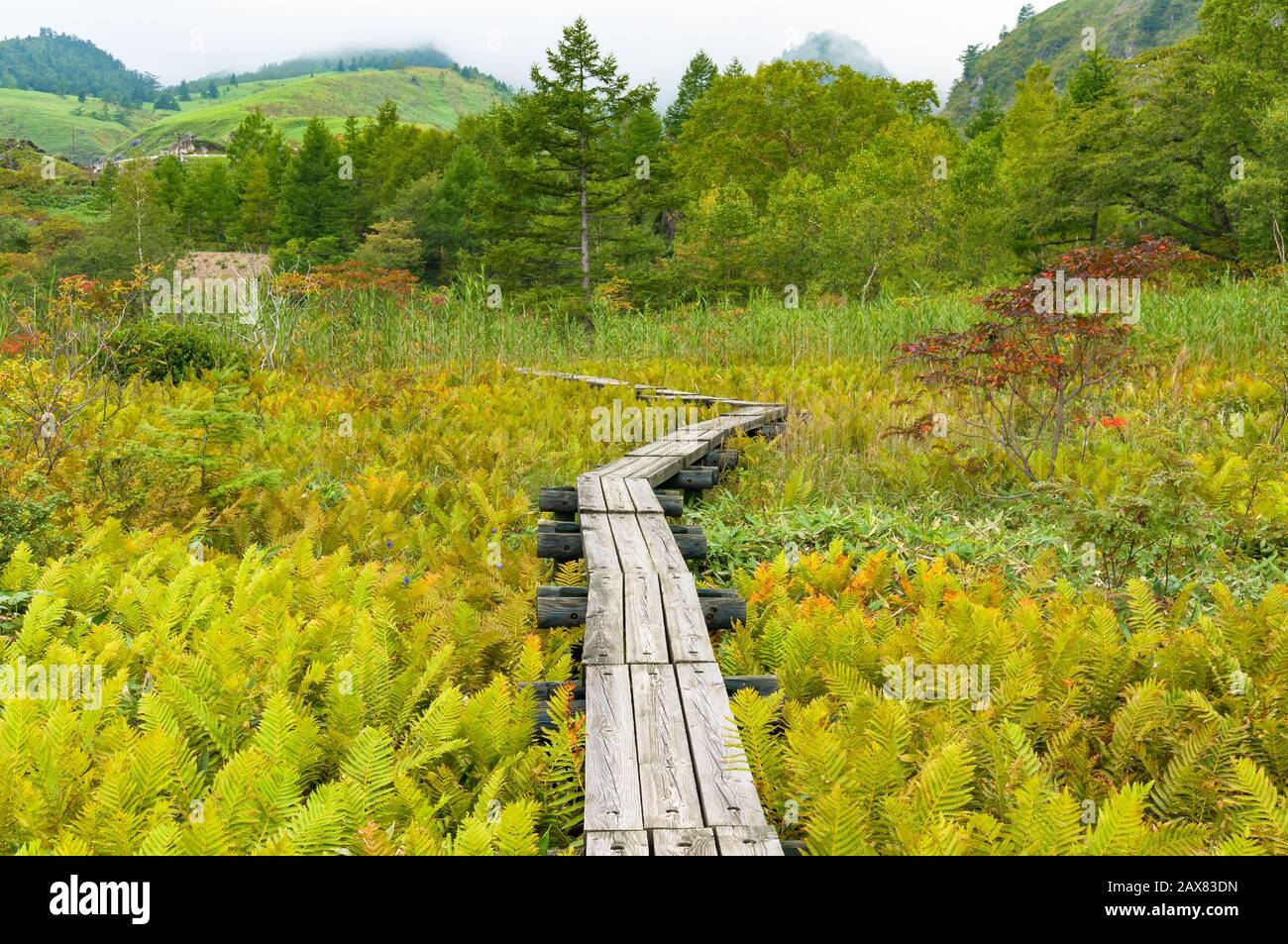 Japanese tree protection hi-res stock photography and images - Alamy