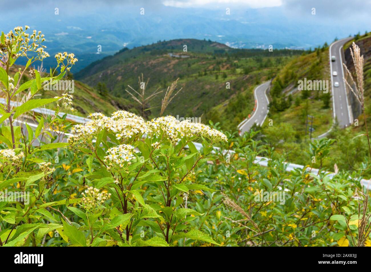 Wild flowers with bending road and cars on the background. Japanese ...