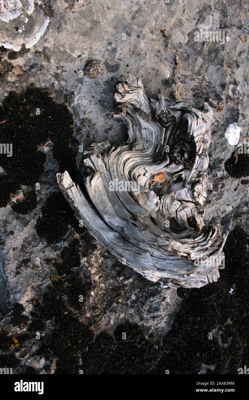 White spruce tree roots hi-res stock photography and images - Alamy