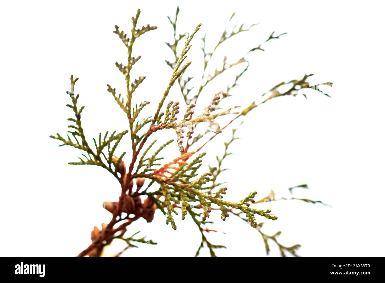 Drops rain on branch Cut Out Stock Images & Pictures - Alamy
