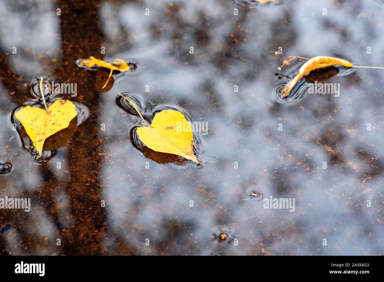 Yellow autumn leaves in a puddle with sky reflection Stock Photo - Alamy