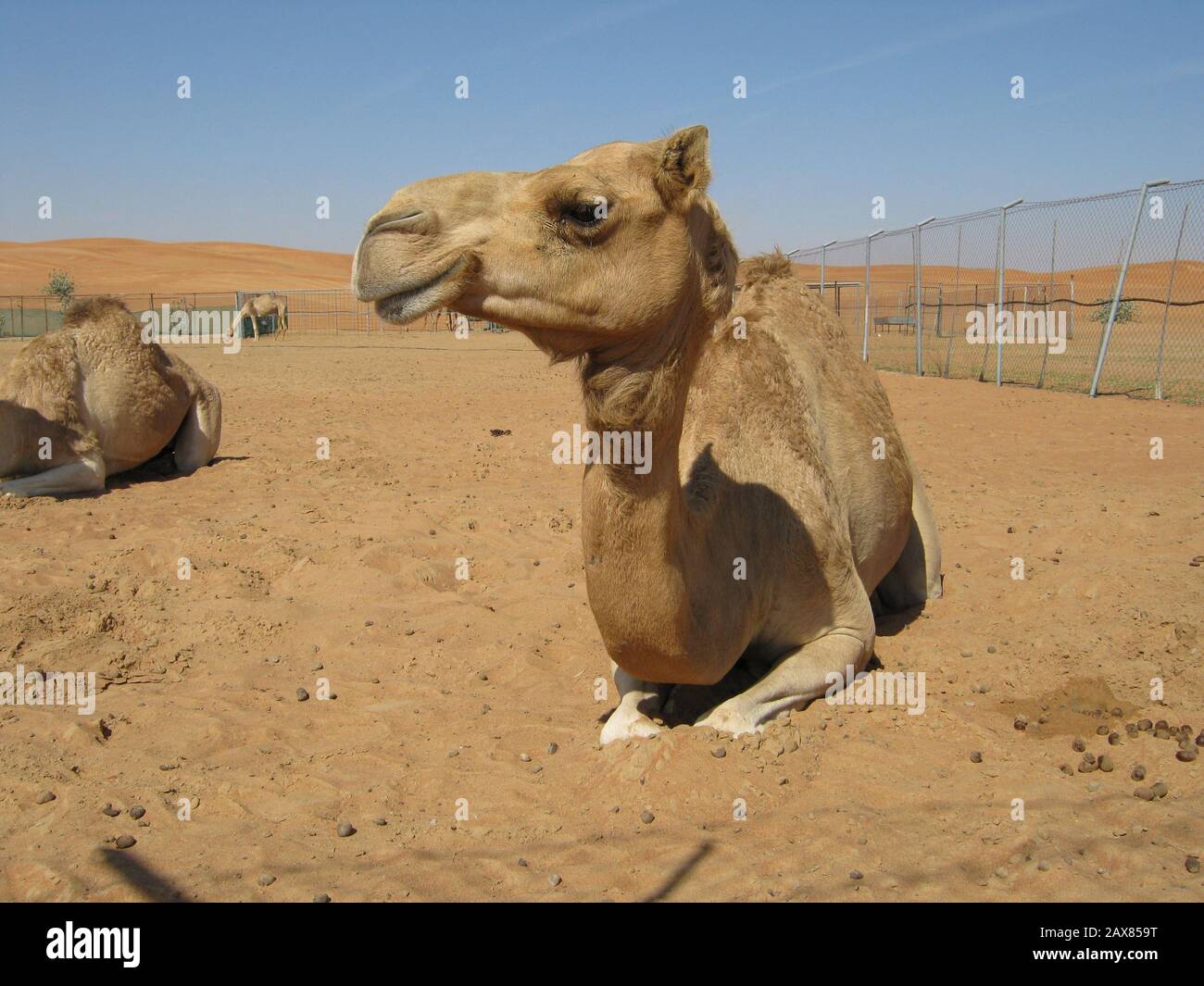Camel Farm. Dubai, UAE Stock Photo - Alamy