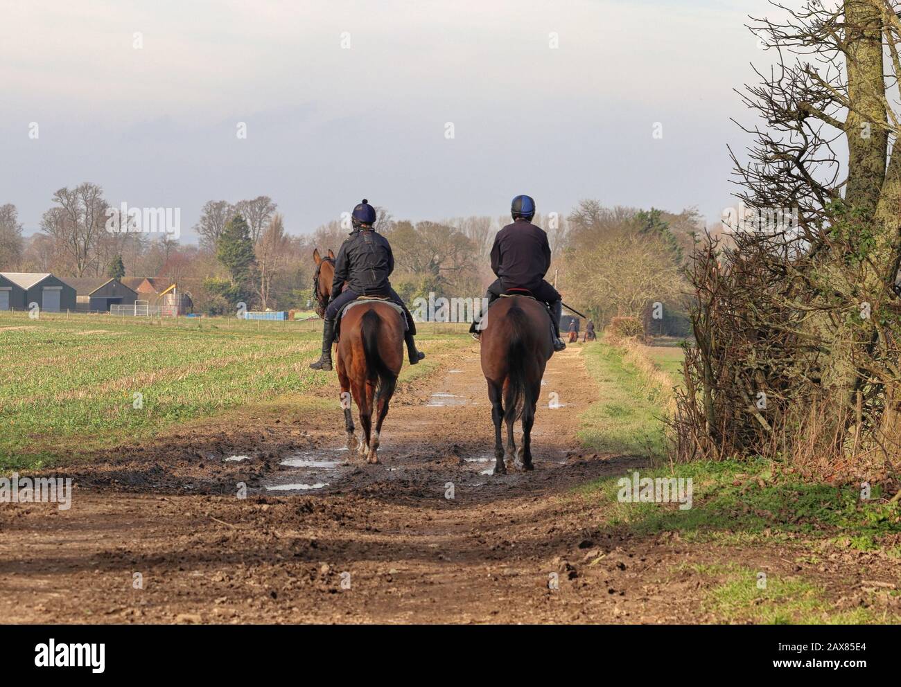 Horse riders on a muddy track between fields Stock Photo - Alamy