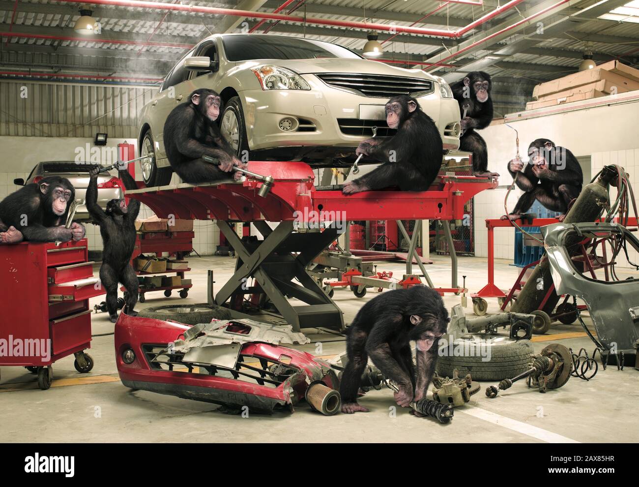 Car Repair by Monkeys Stock Photo - Alamy