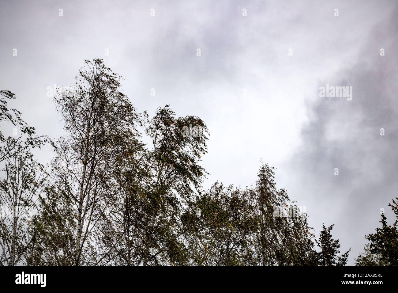 Tops of trees in the wind against the sky background Stock Photo - Alamy
