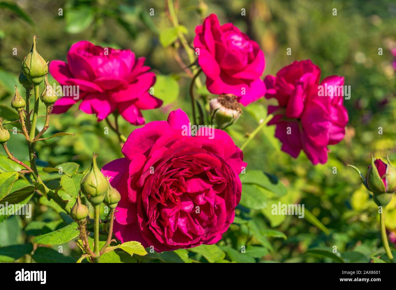 Bright crimson red rose flowers. Nature floral background Stock Photo ...
