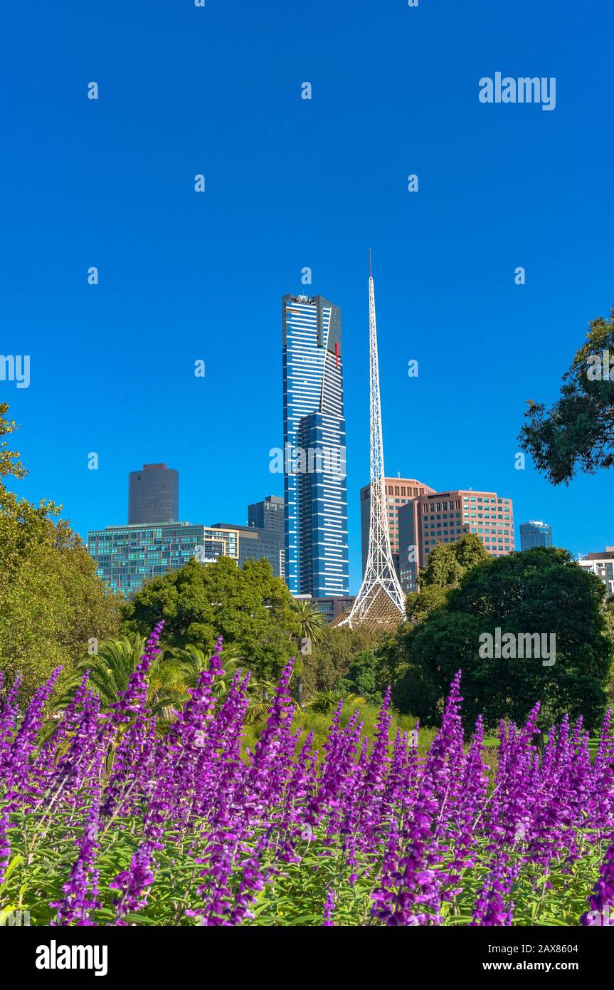 Bright purple flowers with Melbourne cityscape on the background on ...