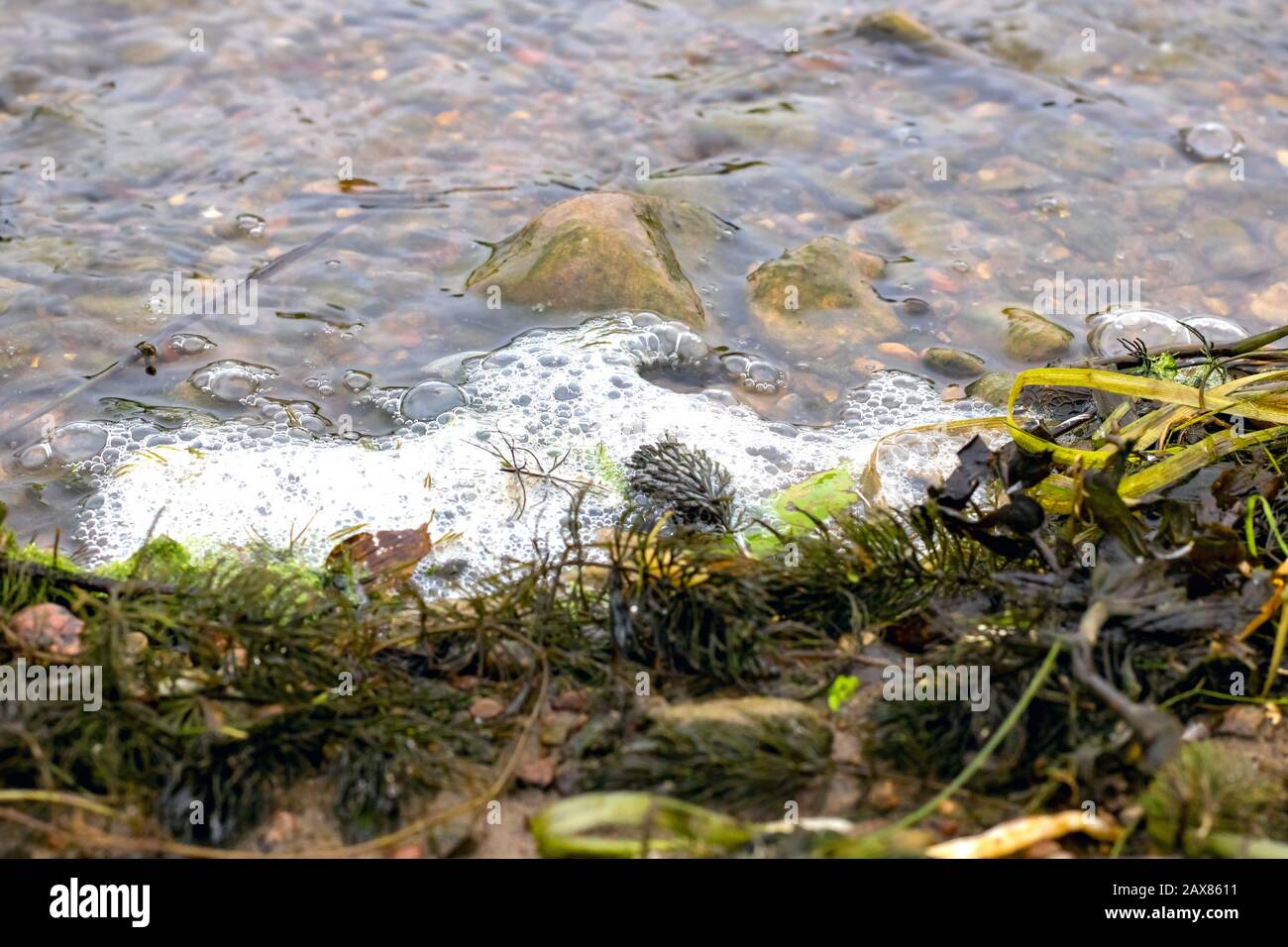 Foam and seaweed at the shore on the water Stock Photo - Alamy
