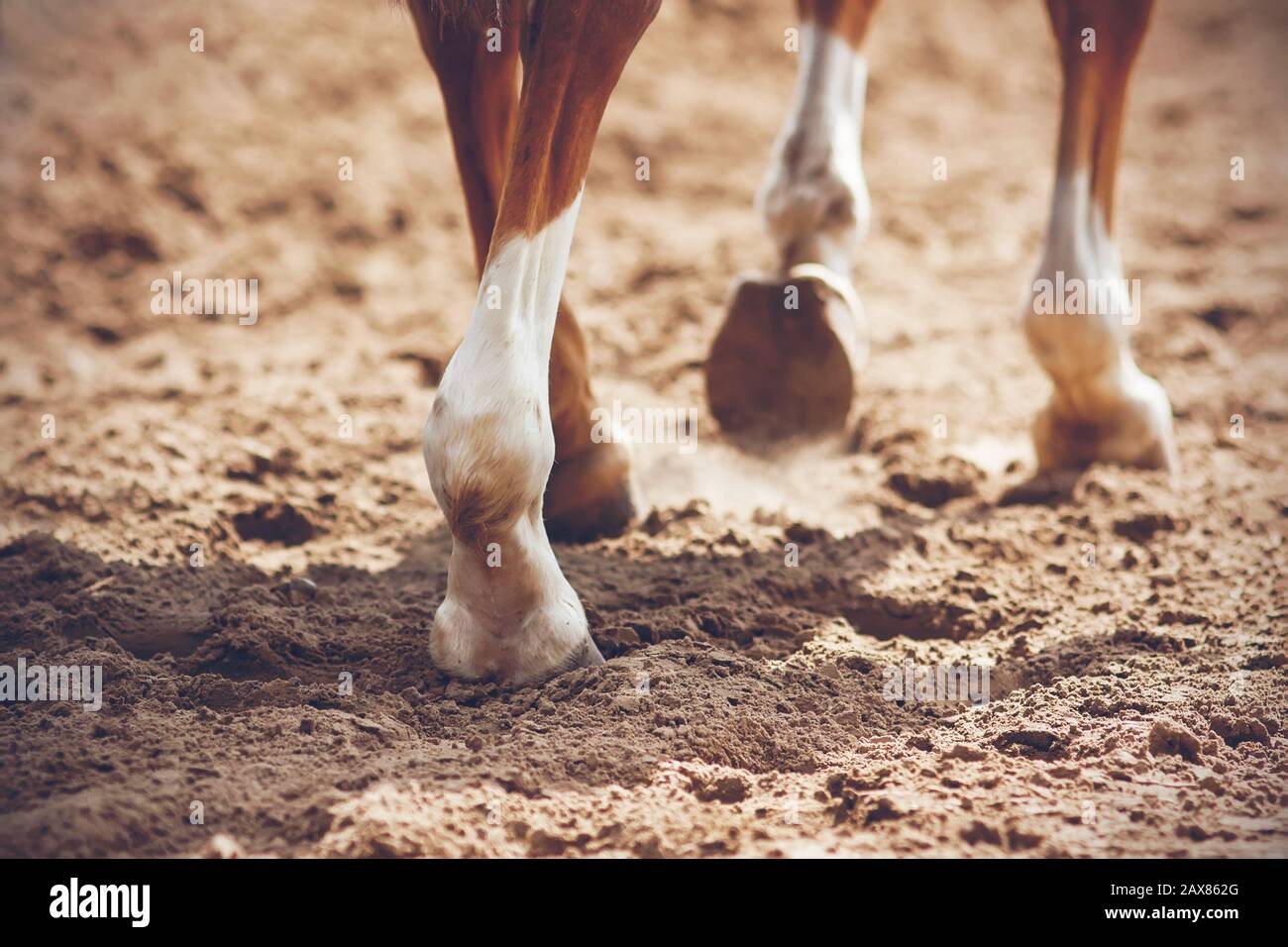Horse legs in air hi-res stock photography and images - Alamy