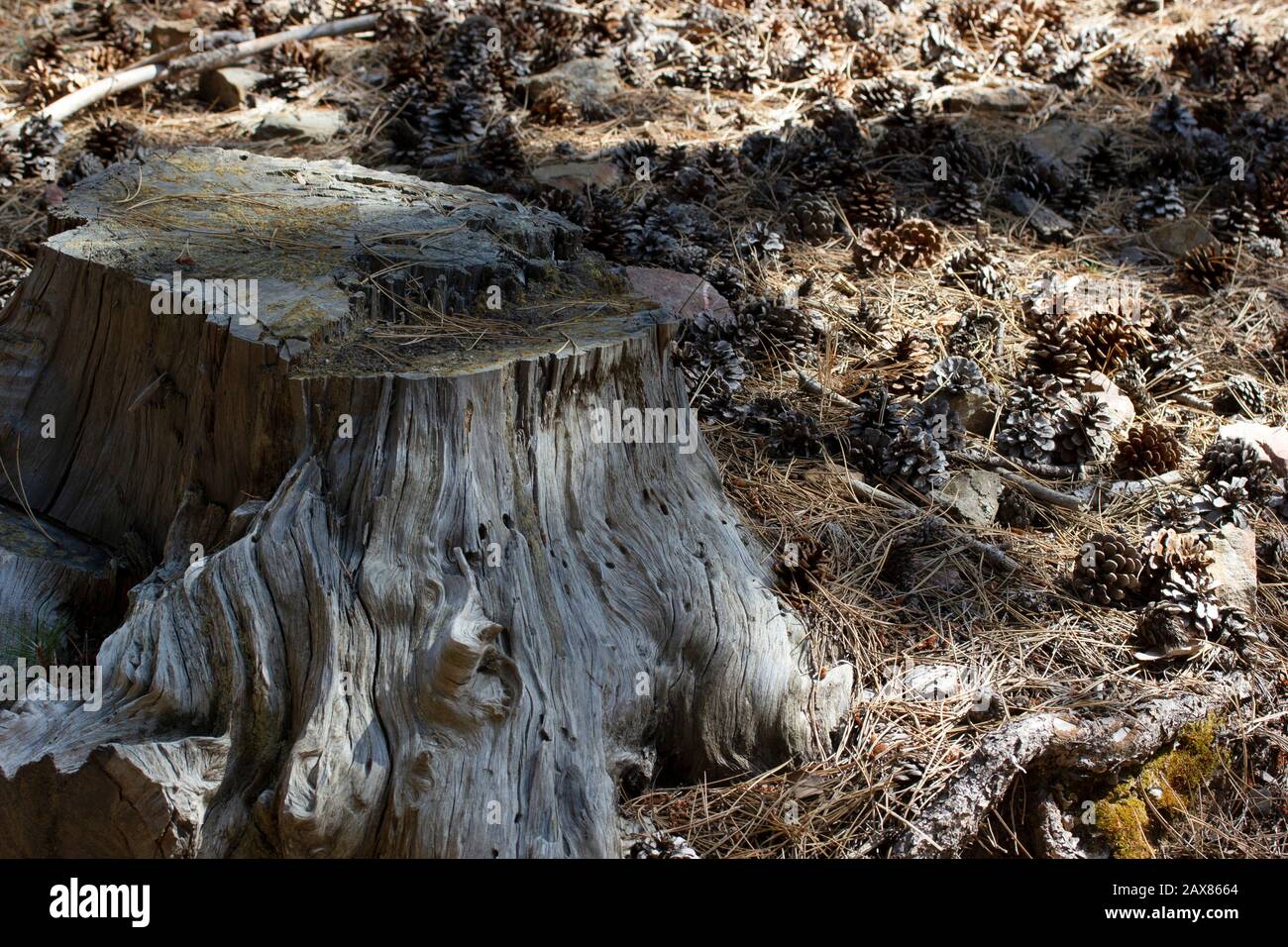 Dead cone effect hi-res stock photography and images - Alamy