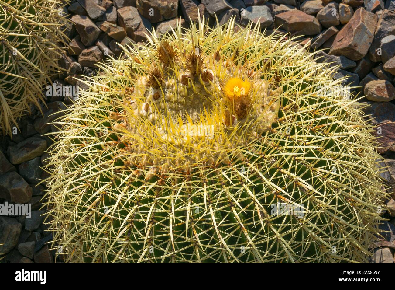 Flowering golden barrel cactus with buds close up. Ornamental yellow ...