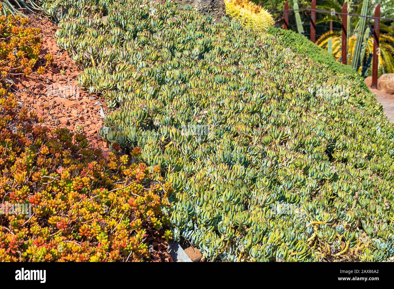 Cactus plant texture. Nature background Stock Photo - Alamy