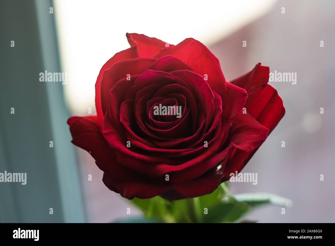 Bud formation hi-res stock photography and images - Alamy