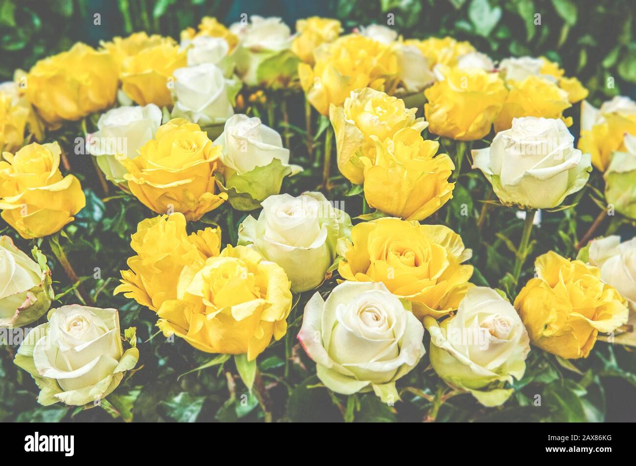 Two tone colour rose hi-res stock photography and images - Alamy