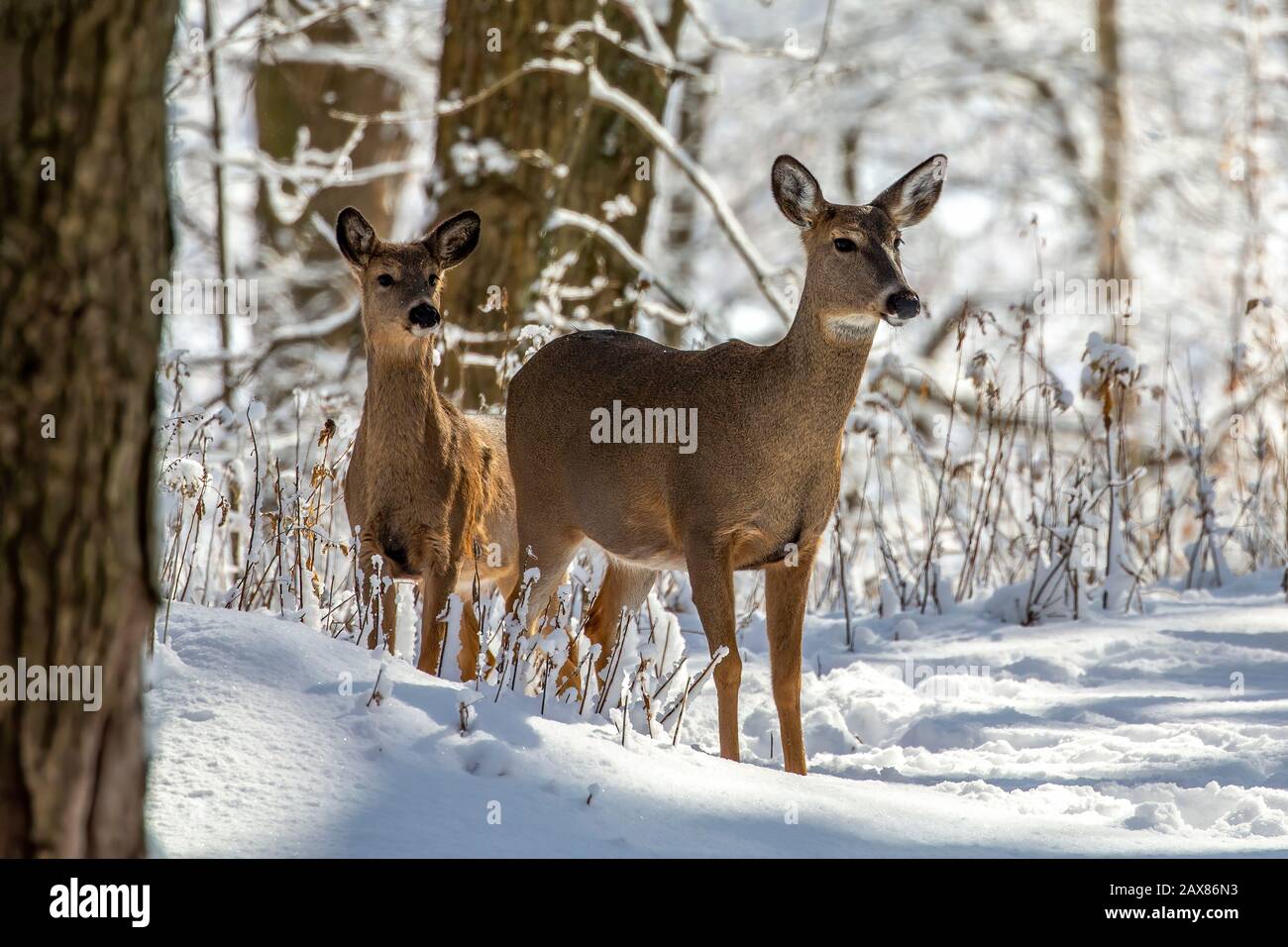 Deer. White-tailed deer on snow . Natural scene from Wisconsin state ...