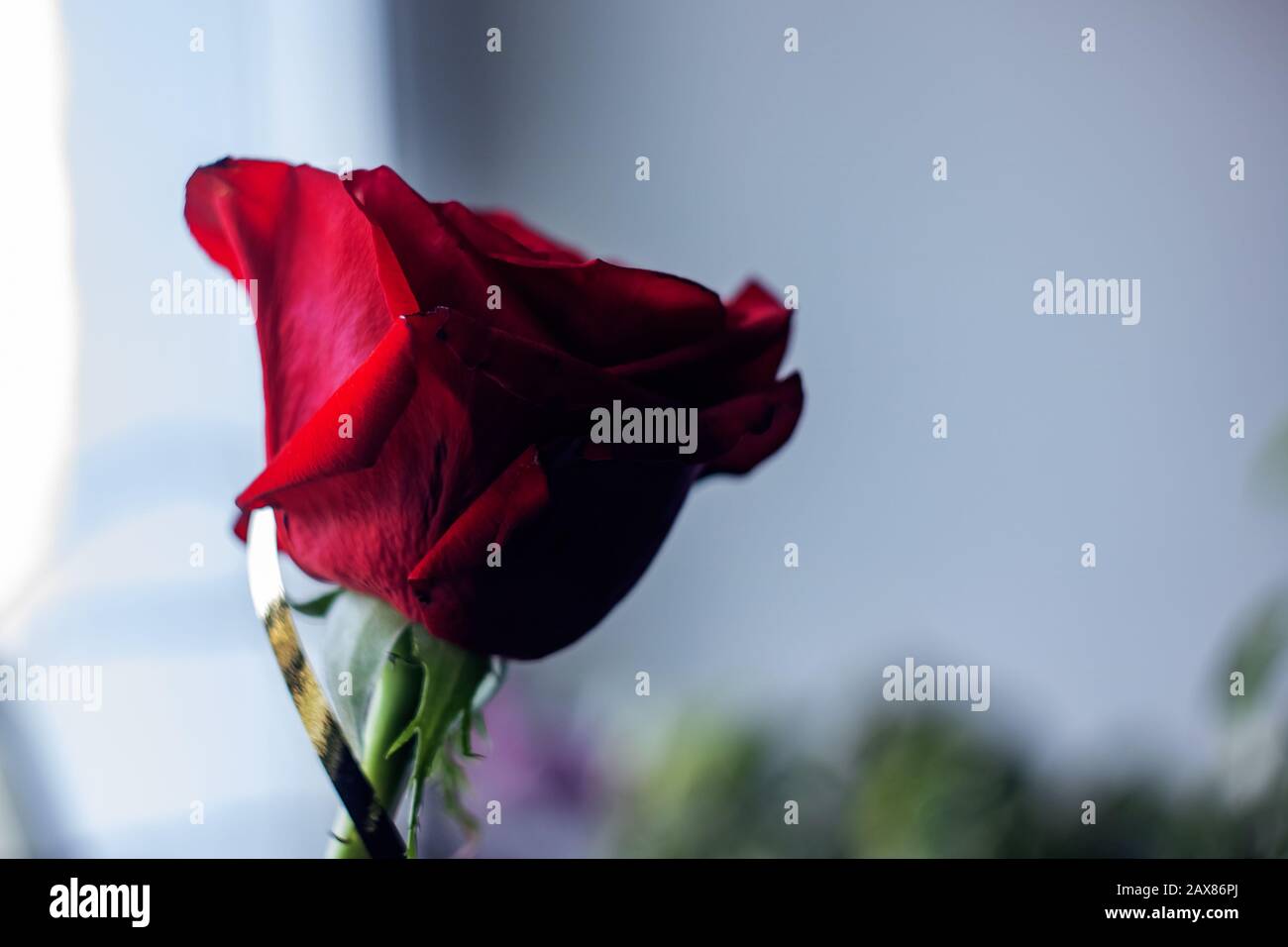 Bud formation hi-res stock photography and images - Alamy