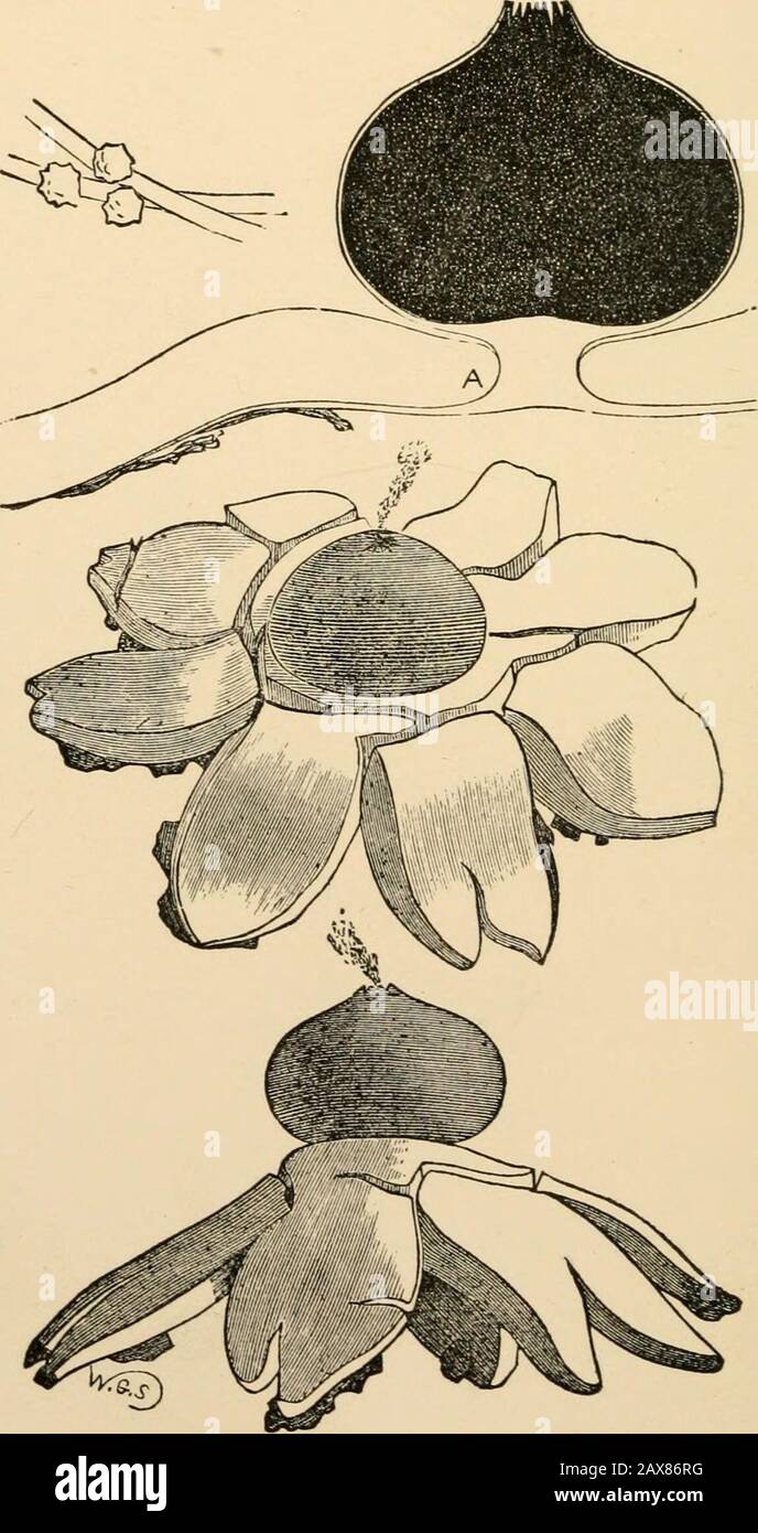 Grevillea . F s. 2.. 1. Geaster mammosus. Chev.After Sowerby: spores X ...