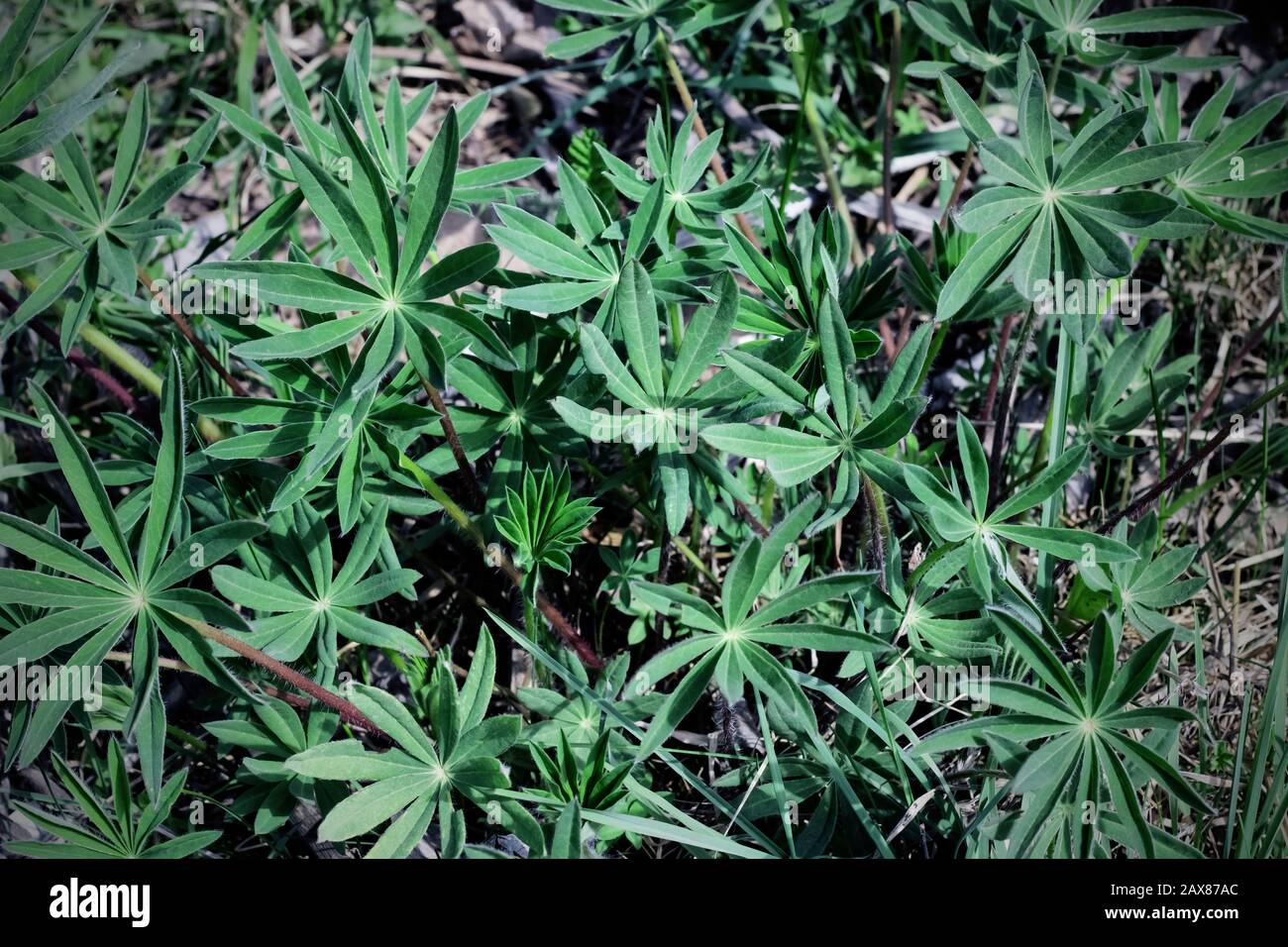 Sharp green leaves of a wild plant close up Stock Photo - Alamy